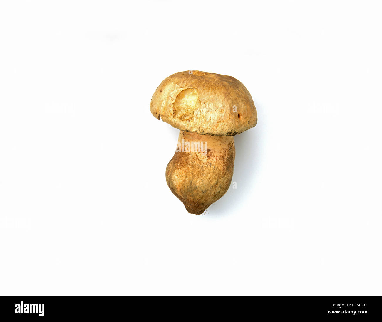 Gyroporus cyanescens hi-res stock photography and images - Alamy