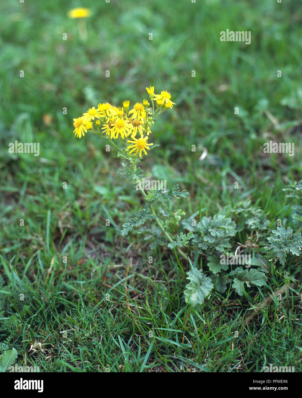 Yellow flowering stem of Senecio jacobaea (Ragwort) in a field, close ...