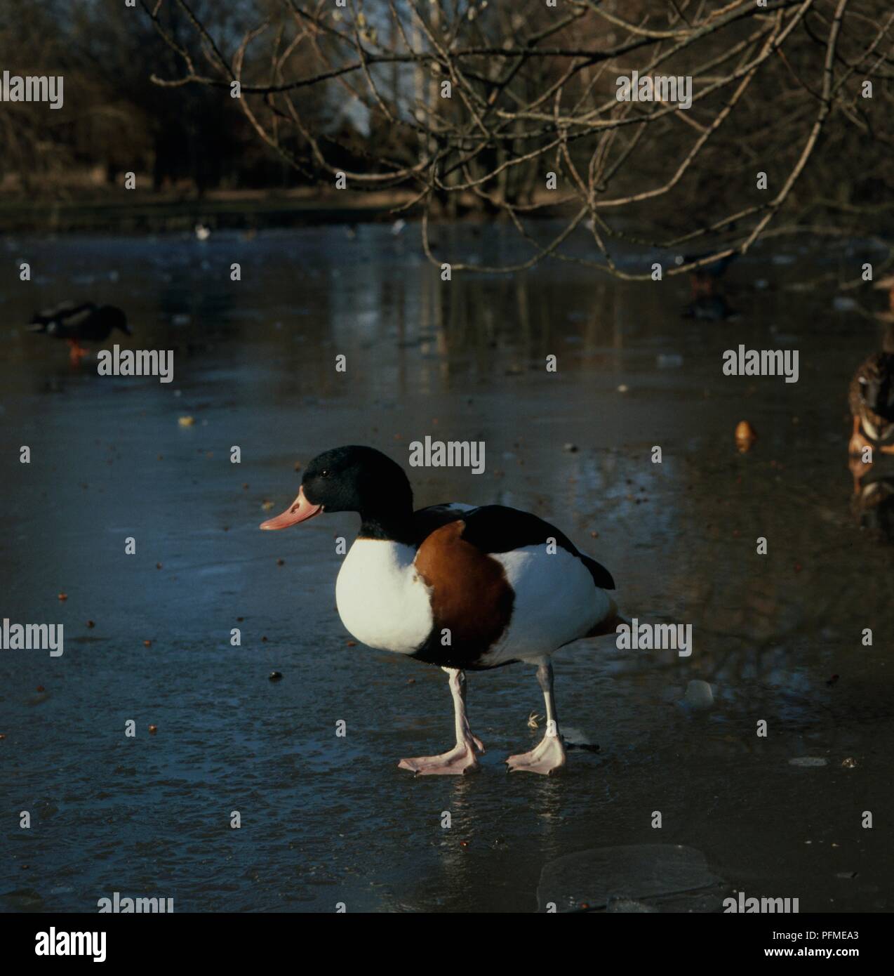 Black and white shelduck hi-res stock photography and images - Alamy