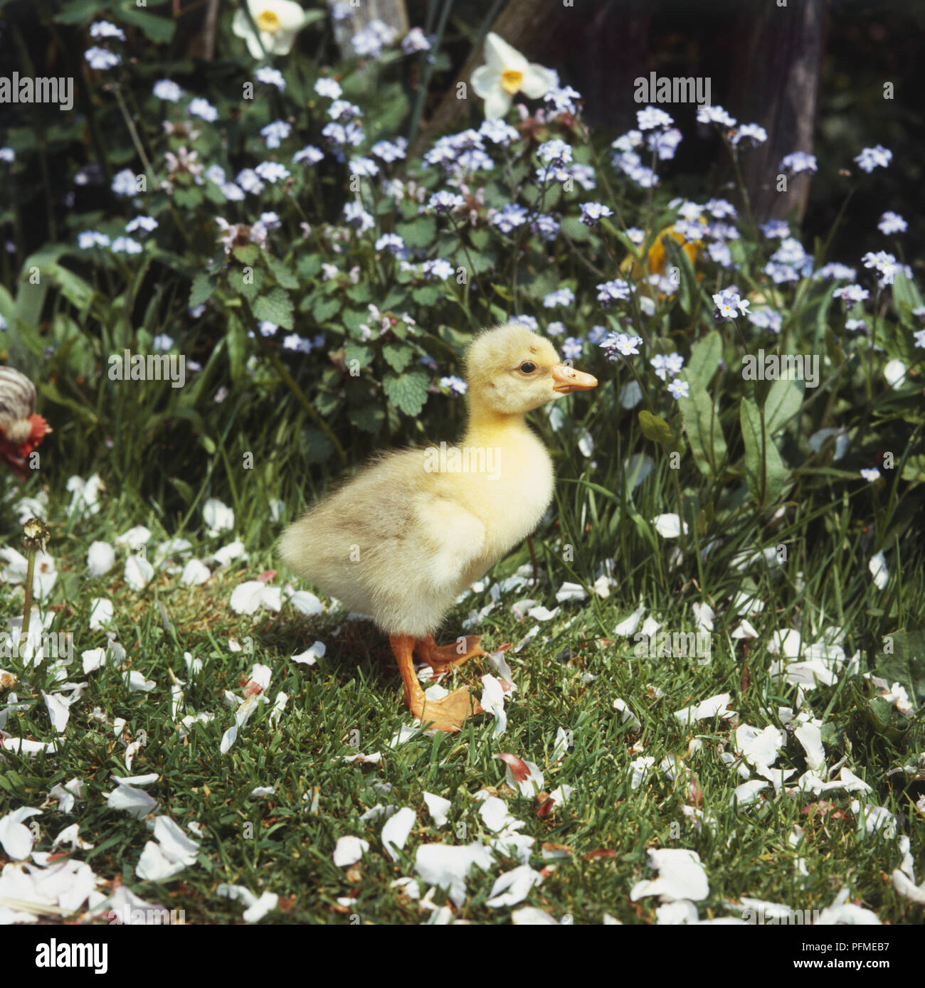 Petal strewn hi-res stock photography and images - Alamy