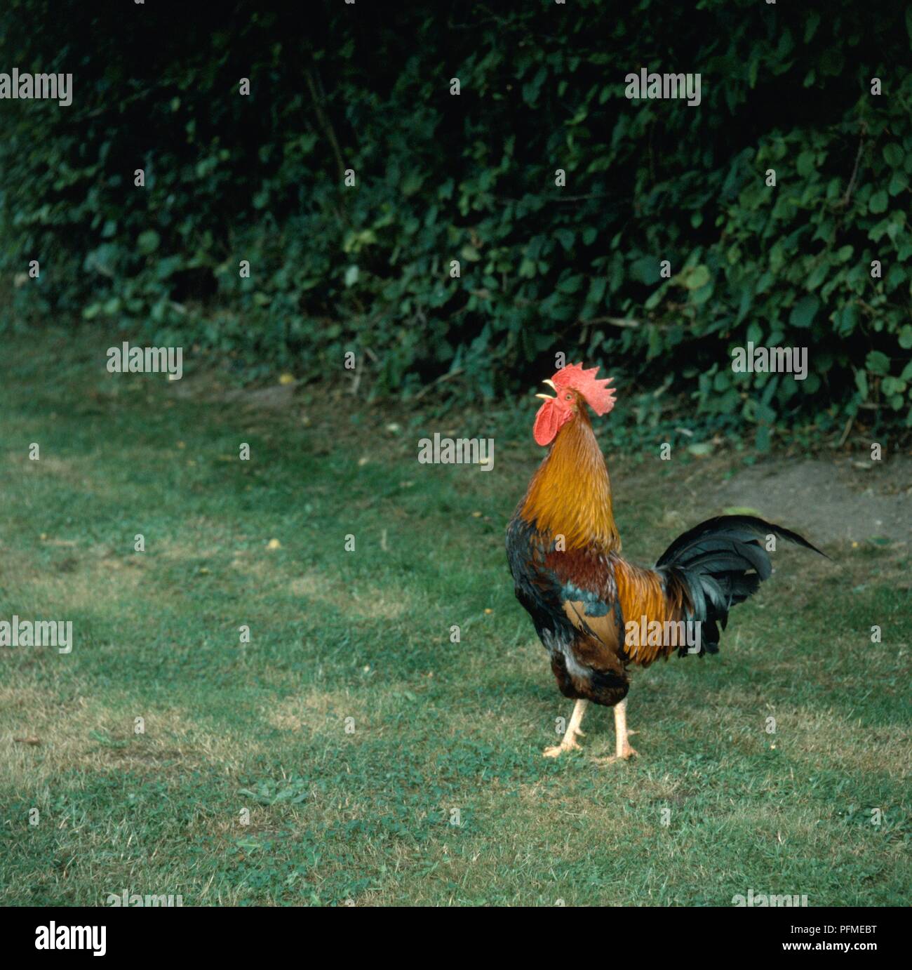 Cockerel crowing on lawn Stock Photo - Alamy