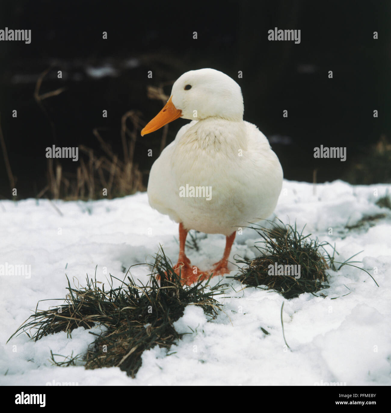 White Duck standing in snow Stock Photo - Alamy
