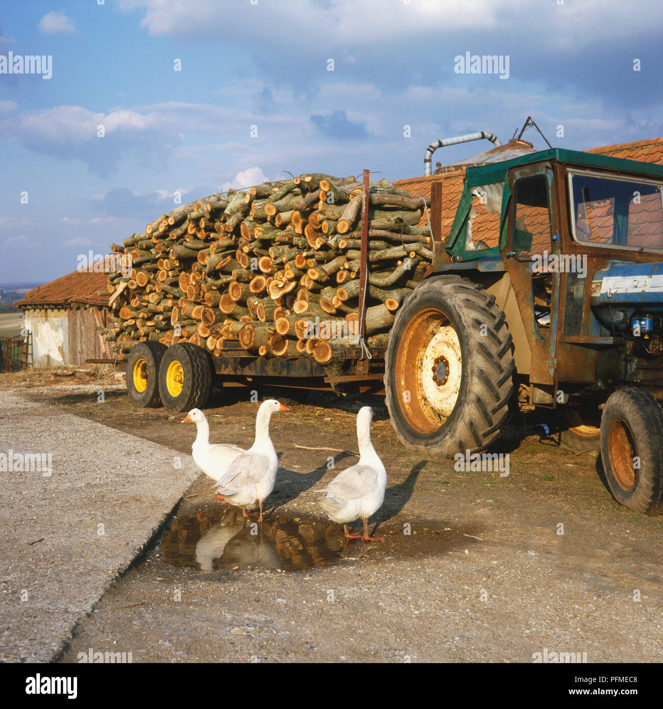 Three white Geese (Anatidae) wandering in front of tractor and trolly ...