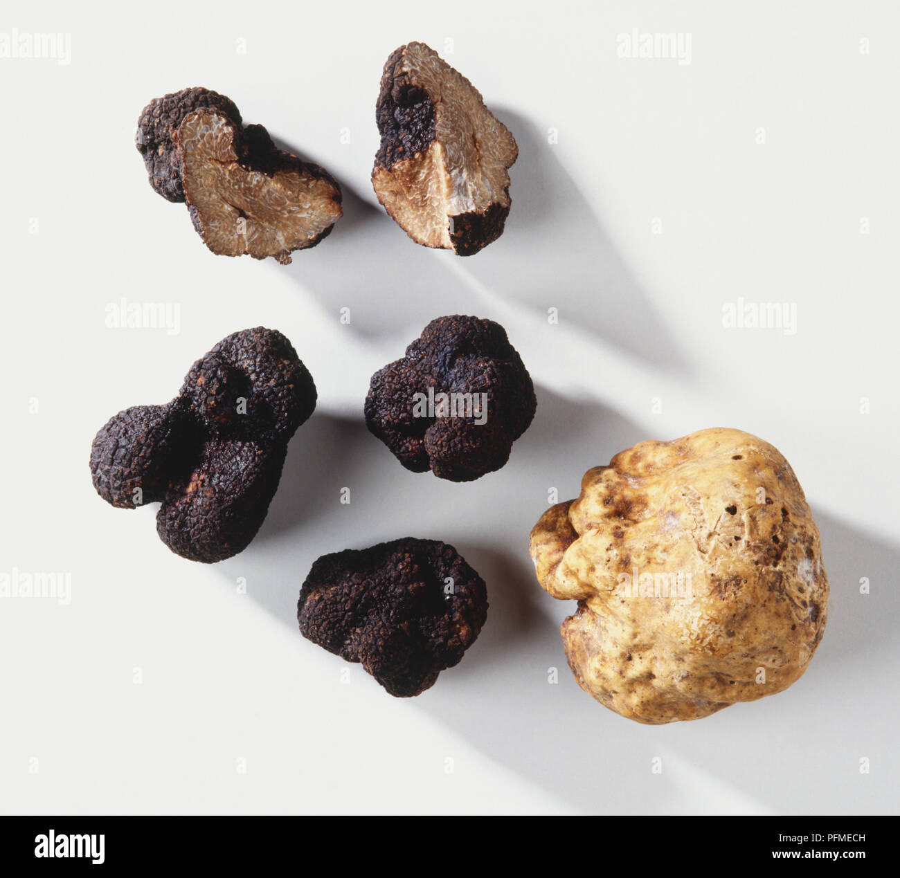 White Truffle, Tuber magnatum and black Perigord Truffle, Tuber ...