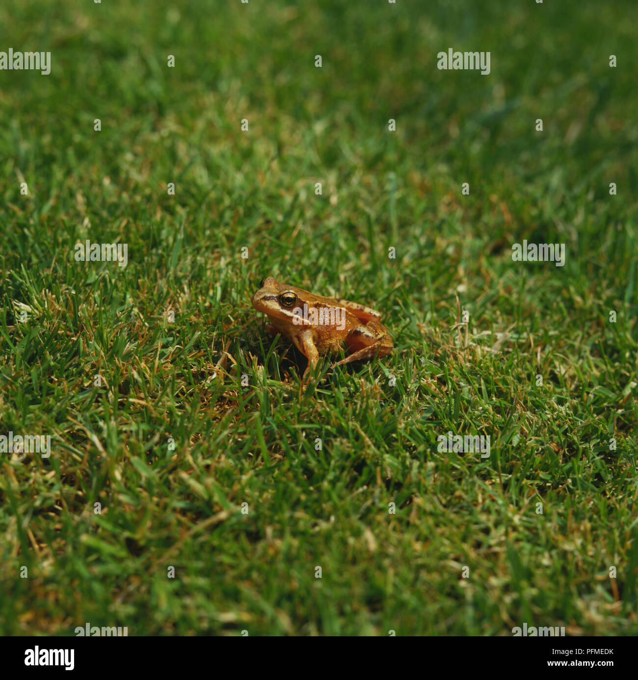 Frog standing hi-res stock photography and images - Alamy
