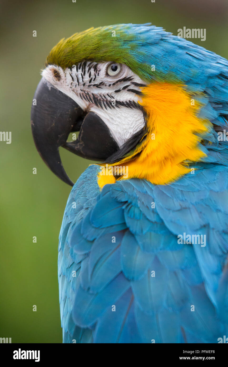A Blue Throated Macaw Stock Photo - Alamy
