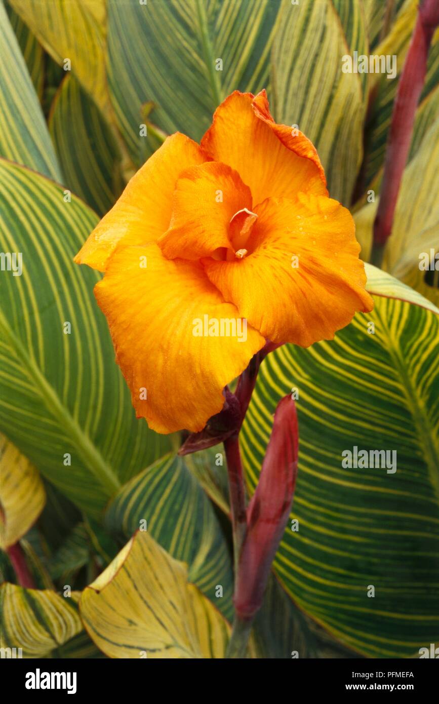 Canna 'Pretoria' (Bengal Tiger) with bright orange flower and yellow ...