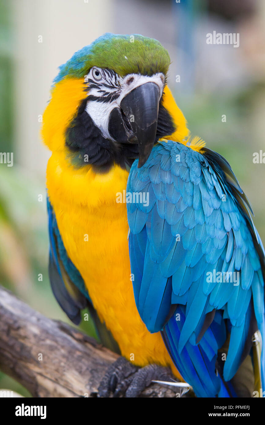 A Blue Throated Macaw Stock Photo - Alamy