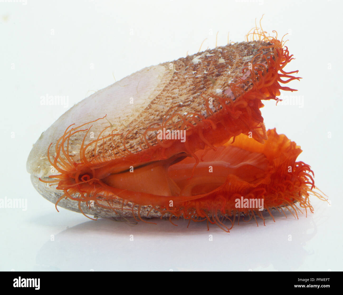 Side view of partially open Flame Scallop Stock Photo - Alamy