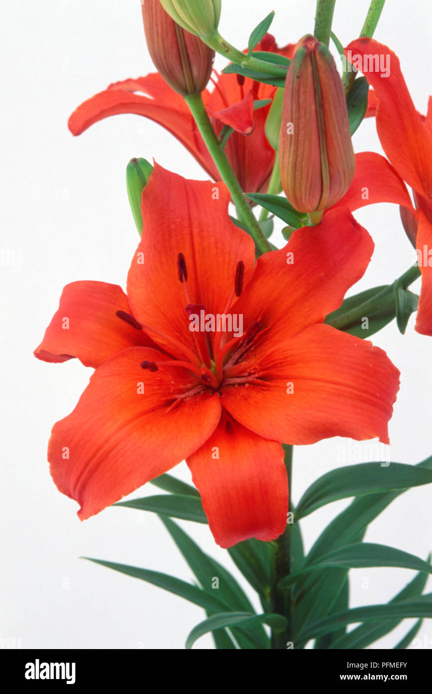 Lilium 'Avignon', red flower with long stamen Stock Photo - Alamy