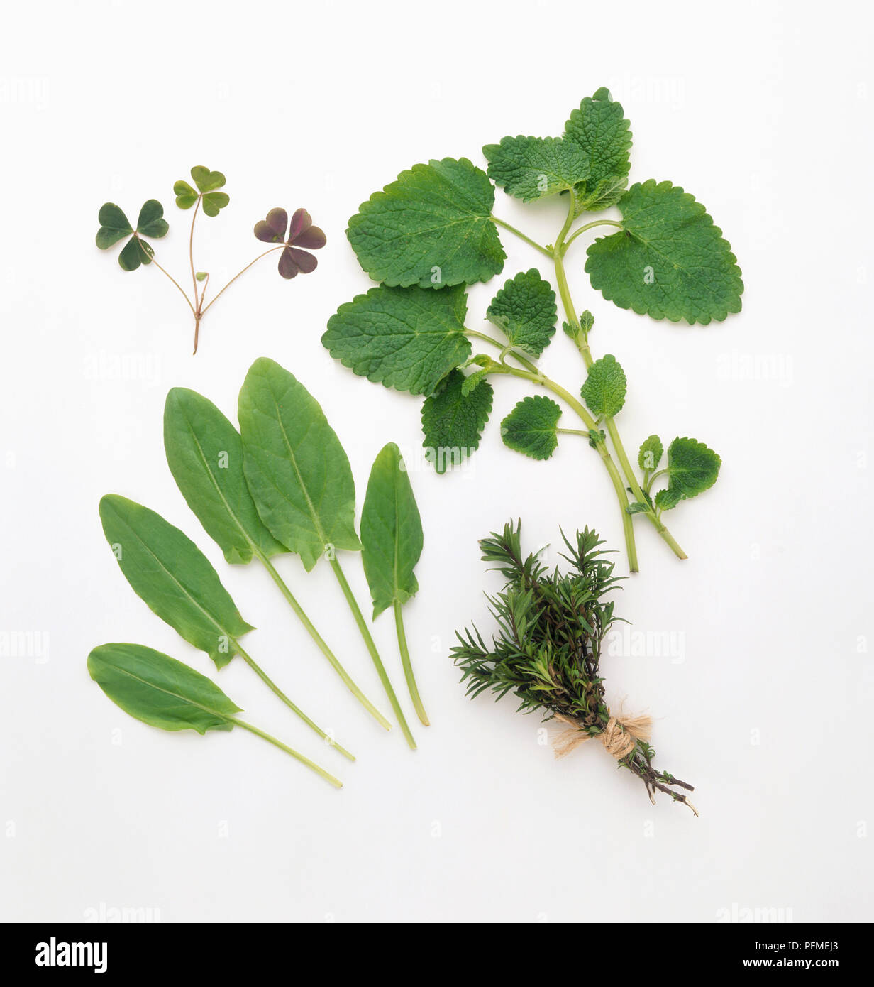 Hyssop leaves hyssopus officinalis hi-res stock photography and images ...