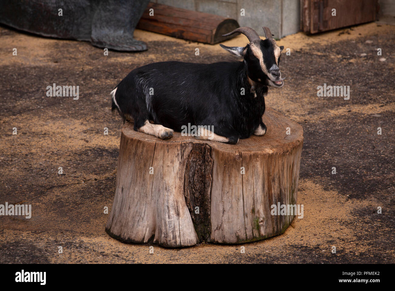 Cute black goat sitting on a stump Stock Photo - Alamy