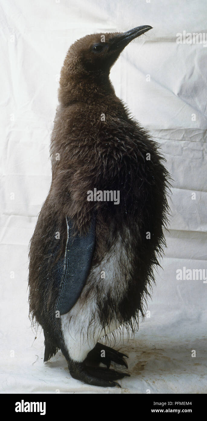 Scruffy hair hi-res stock photography and images - Alamy