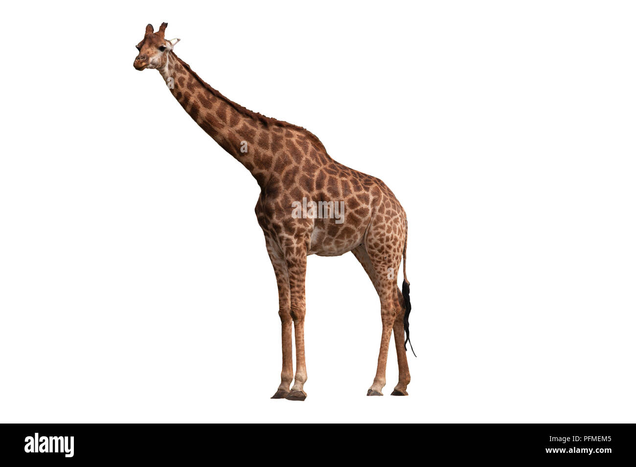 Giraffe Isolated on white background Stock Photo - Alamy