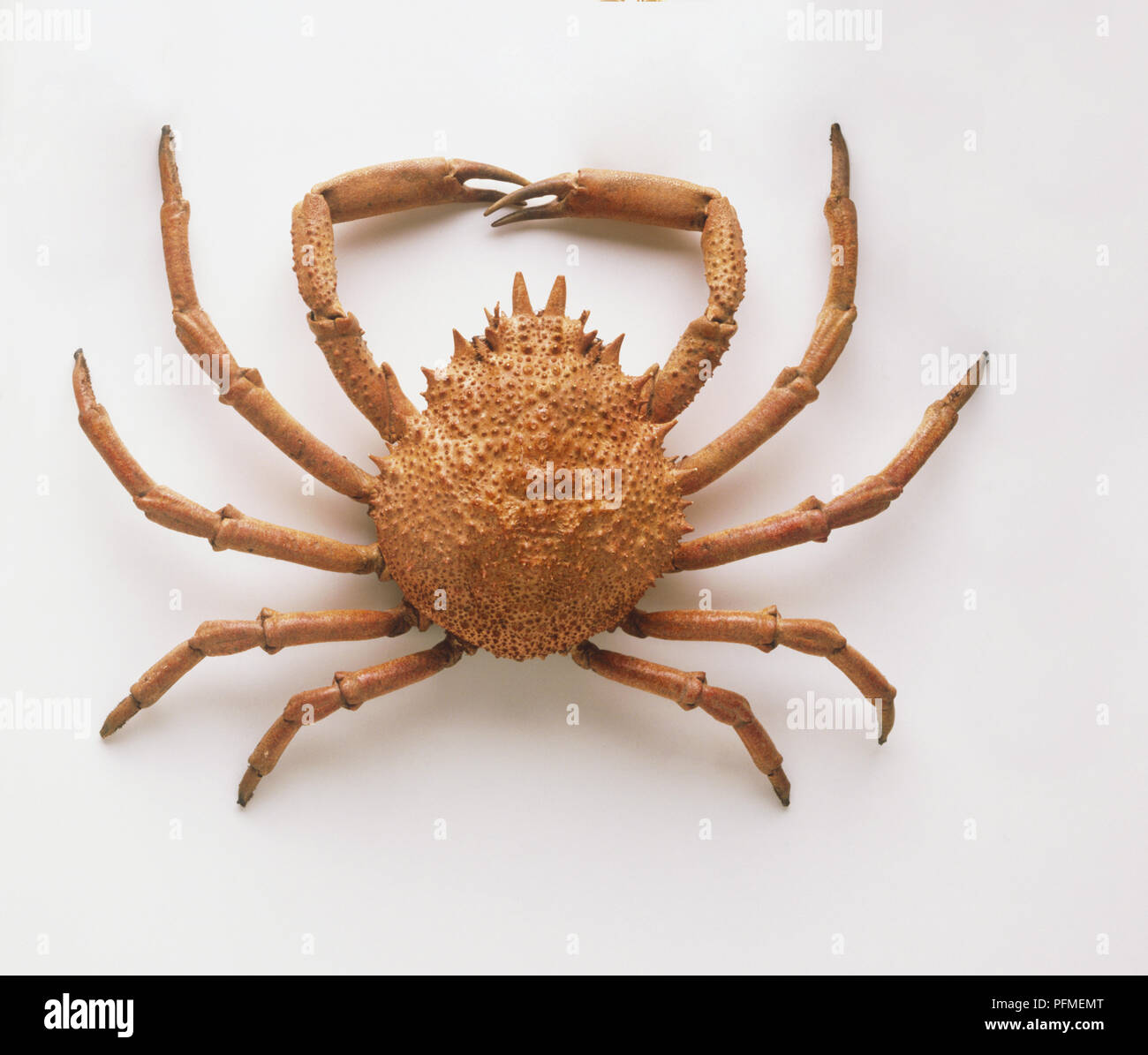 Spiny Spider Crab (Maja squinado), view from above Stock Photo - Alamy