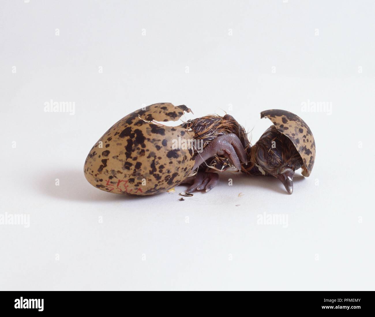 Hatching bird sequence hi-res stock photography and images - Alamy