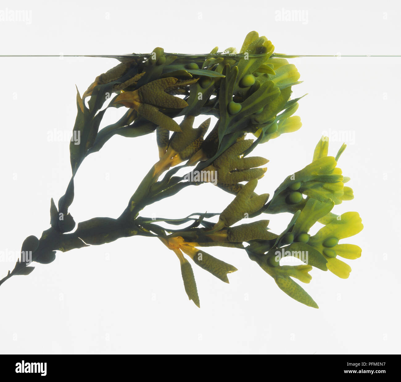 Green seaweed leaves hi-res stock photography and images - Alamy