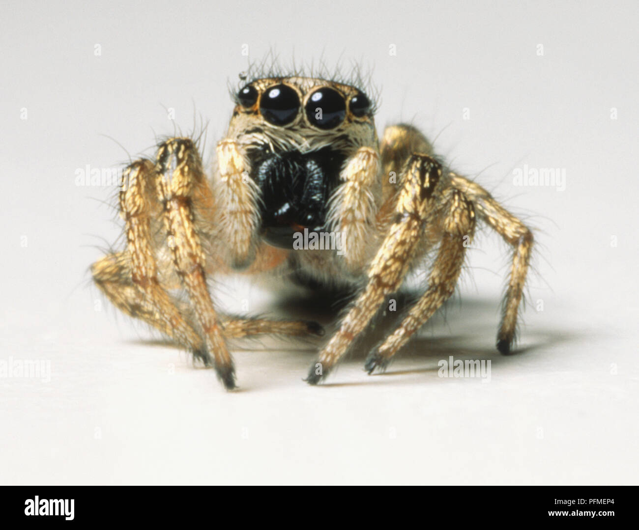 Salticus sp hi-res stock photography and images - Alamy