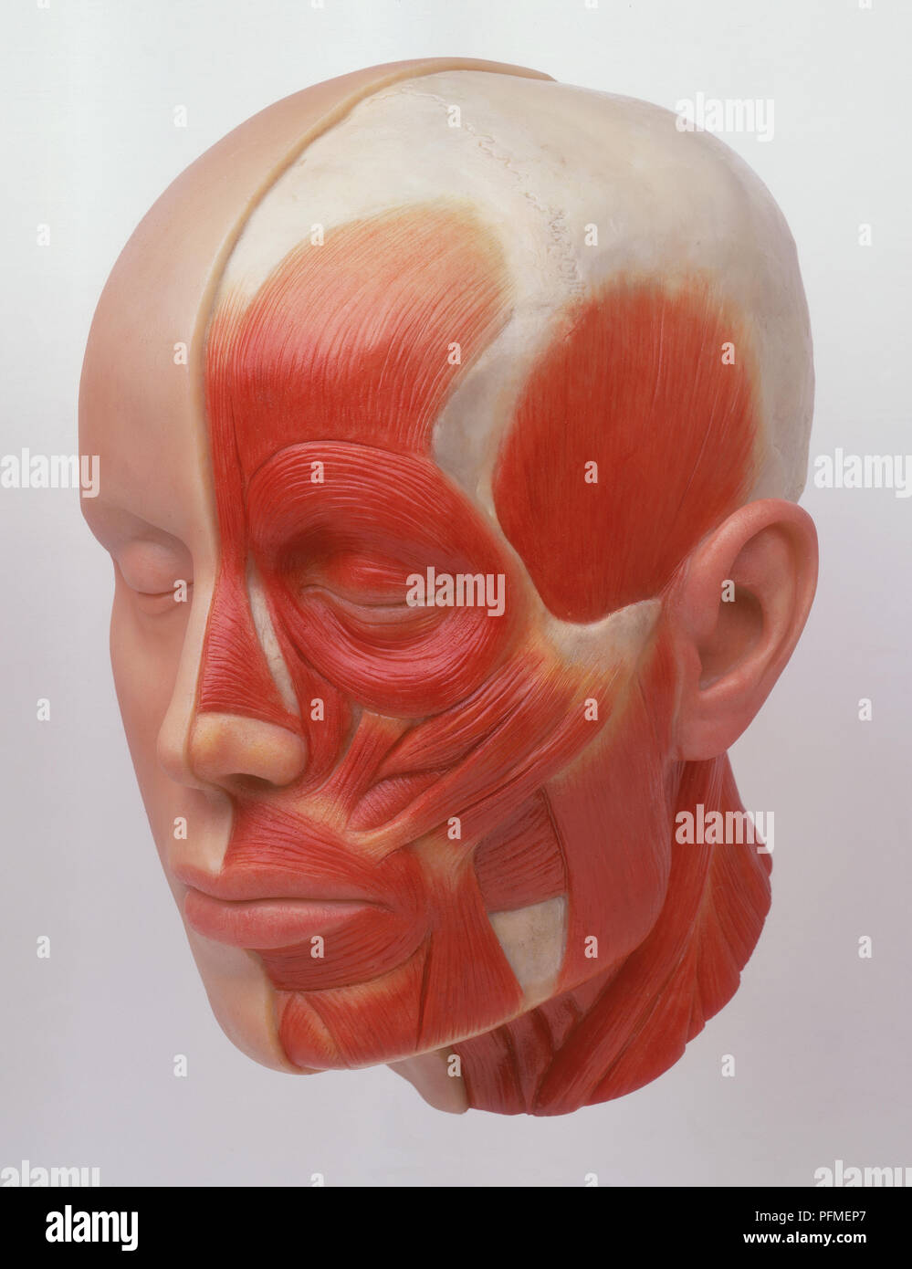 Human skull side and front angle view hi-res stock photography and ...