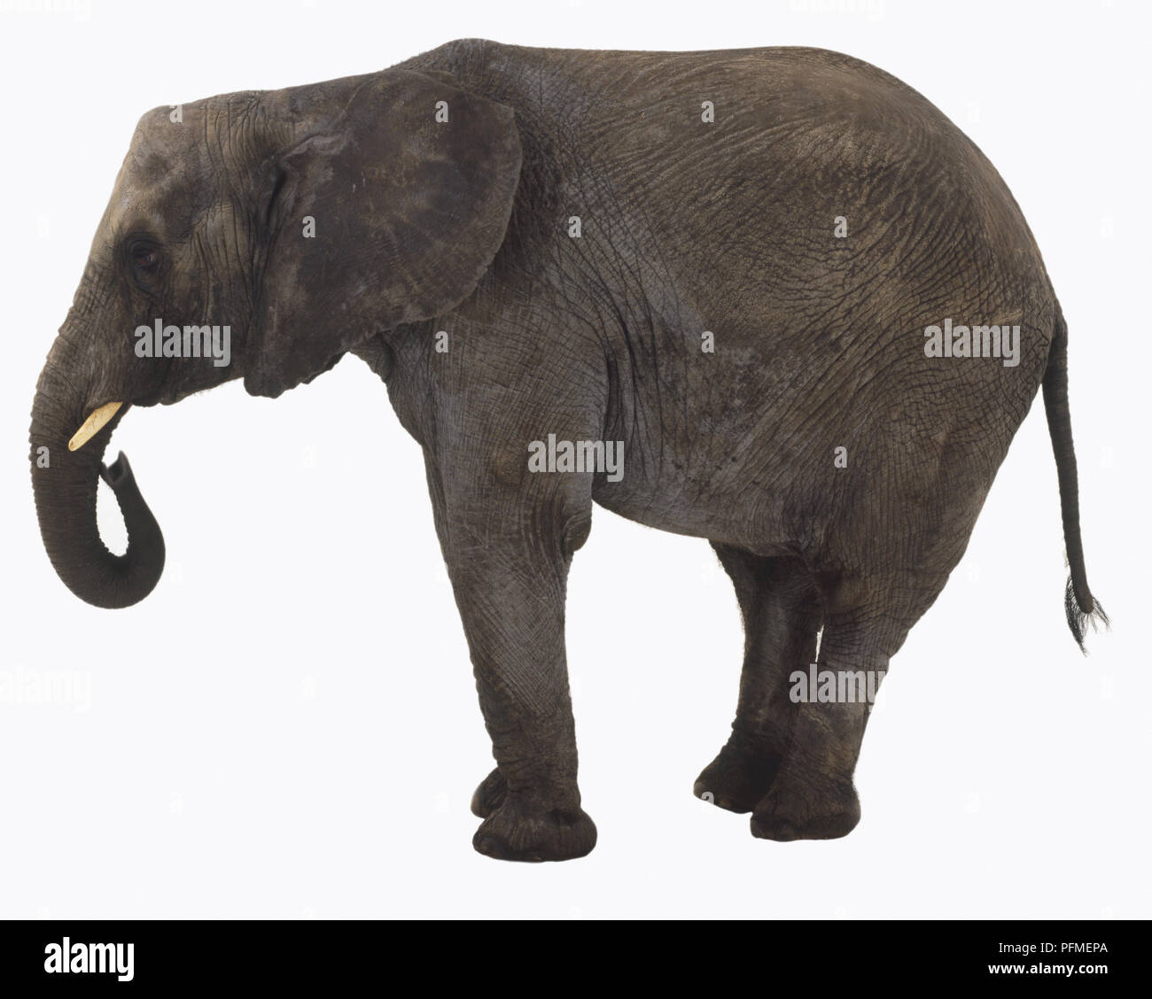 African elephant tail Cut Out Stock Images & Pictures - Alamy