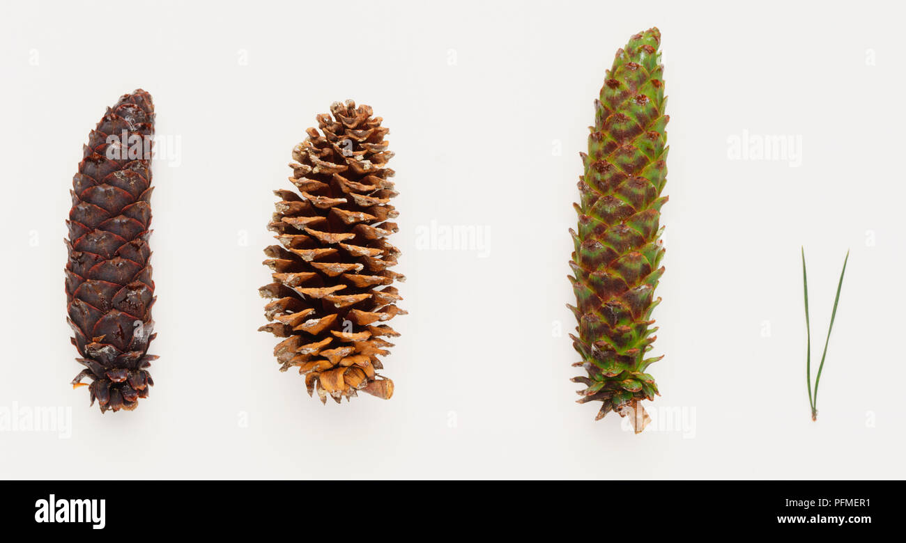 Side View of three pine cones at different stages Stock Photo - Alamy