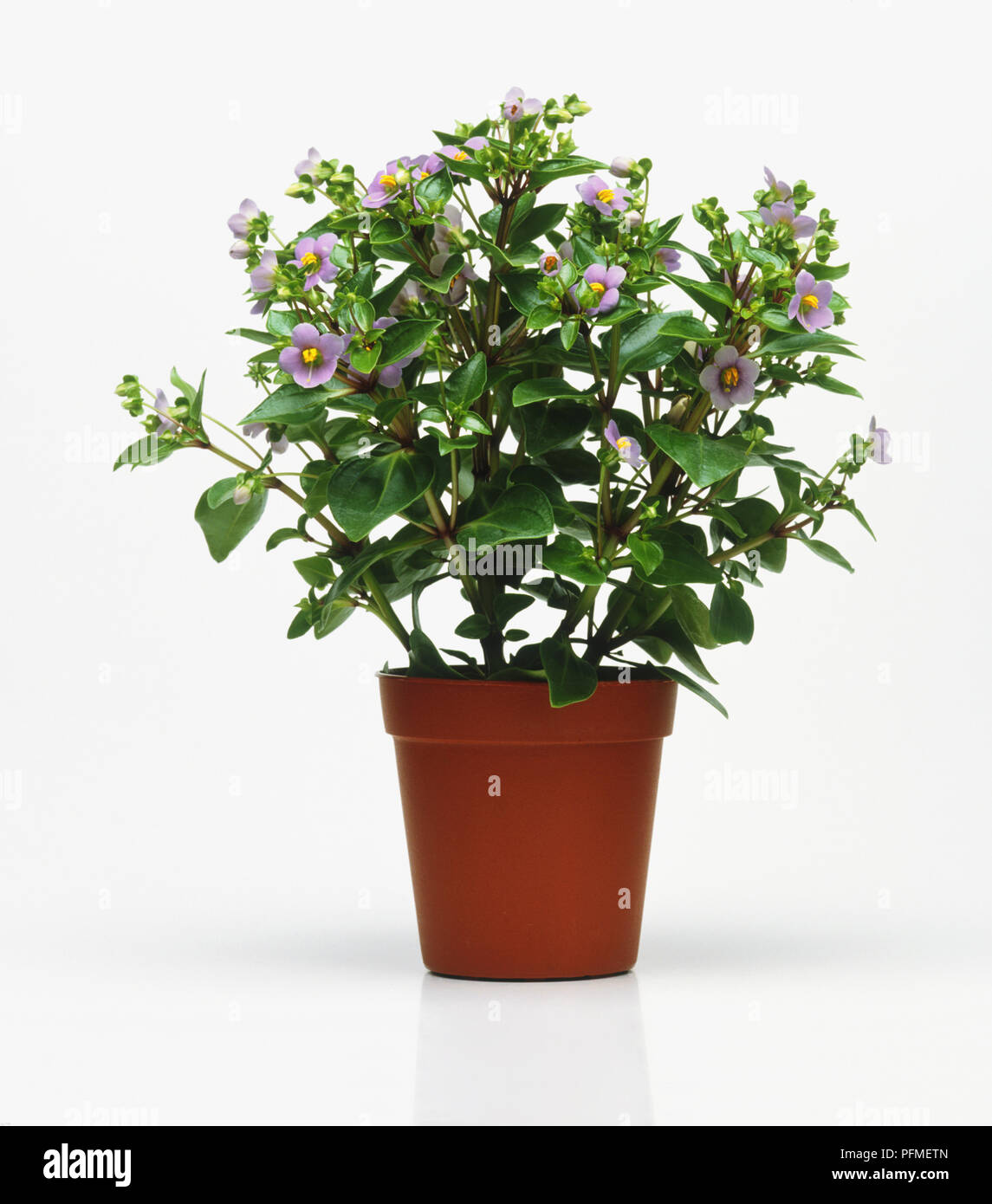 Potted Persian violet or German violet plant (Exacum affine Stock Photo ...