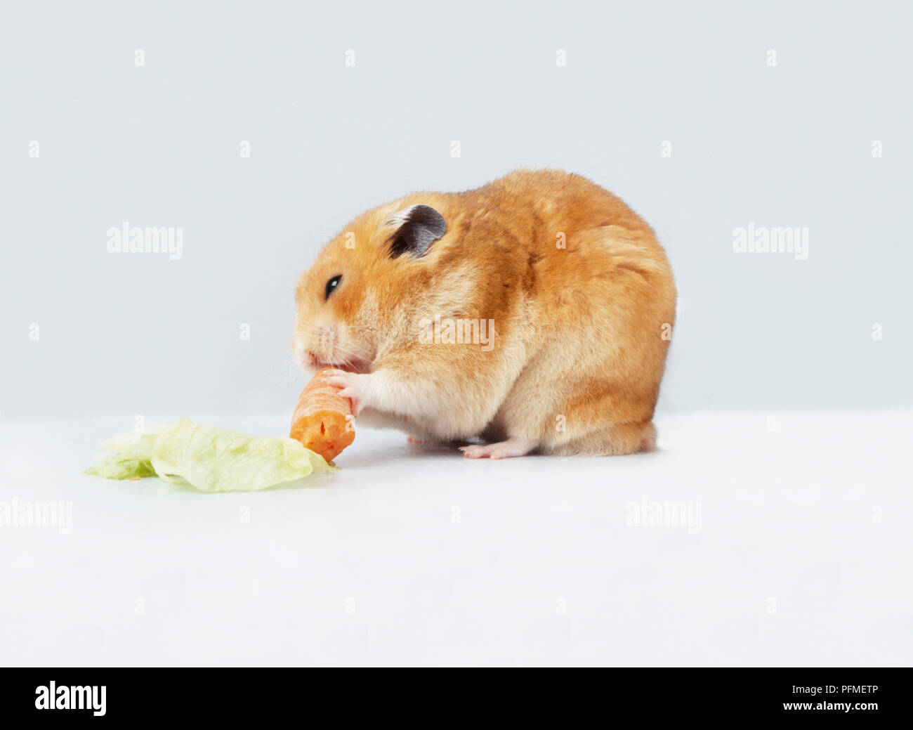 Light brown Hamster (Cricetus cricetus) sitting in corner and eating ...