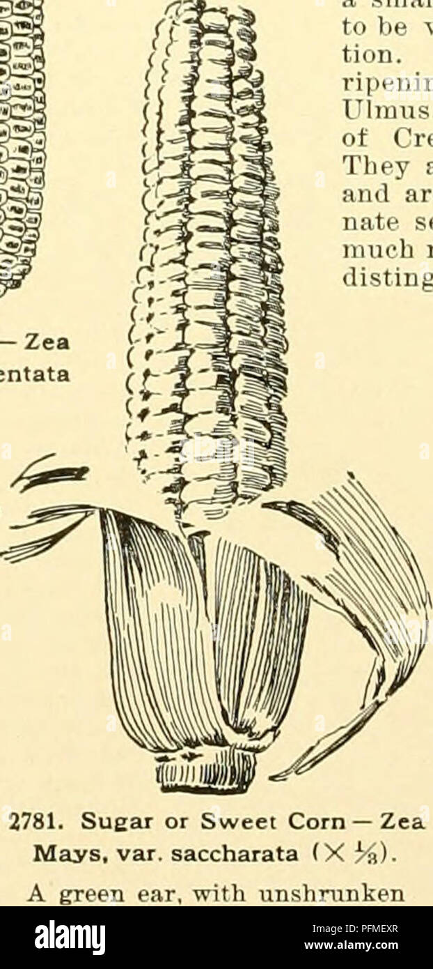 Zea mays var indentata hi-res stock photography and images - Alamy