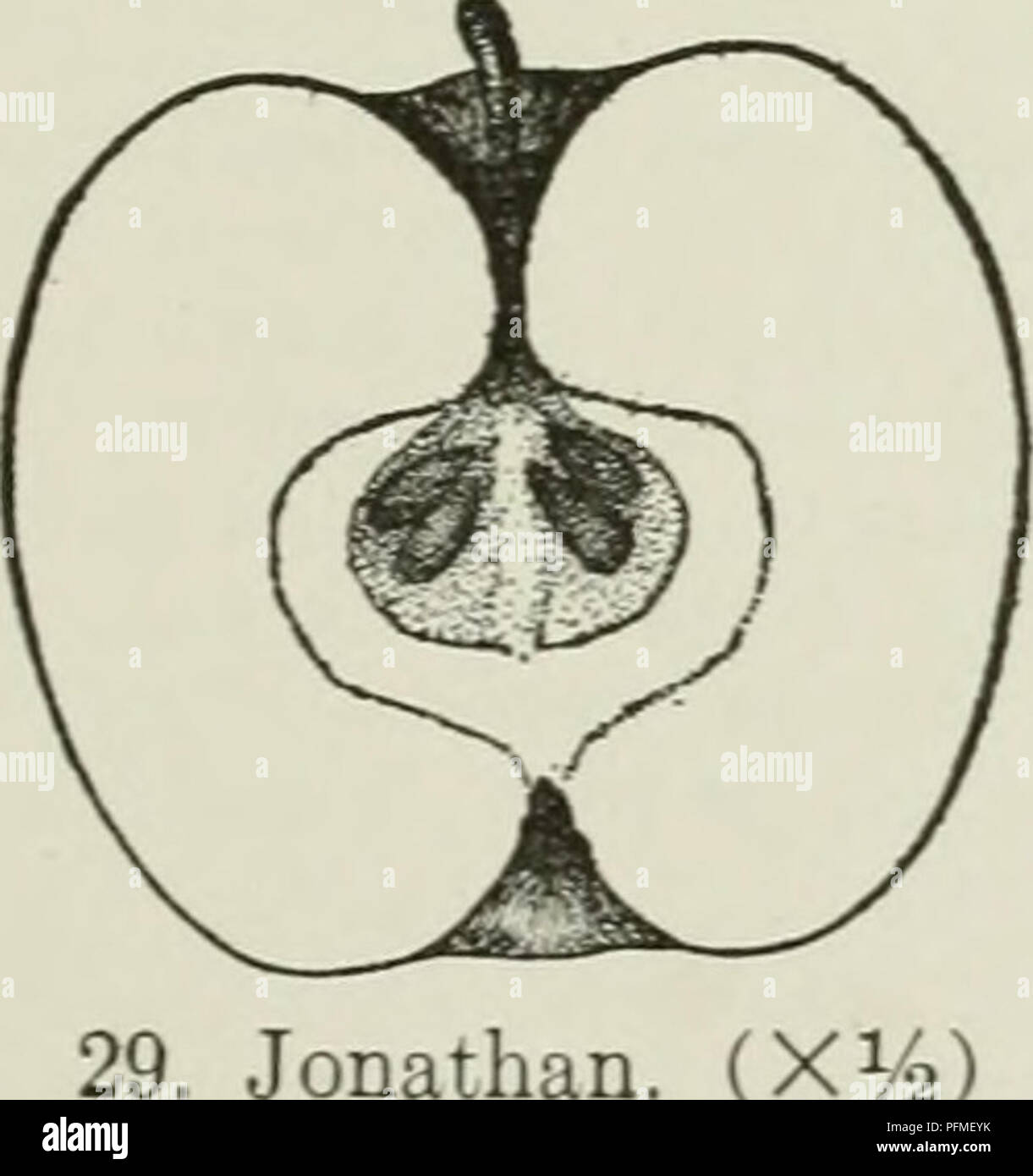 . Cyclopedia of hardy fruits. Fruit; Fruit-culture. 28. Jewett Red ...