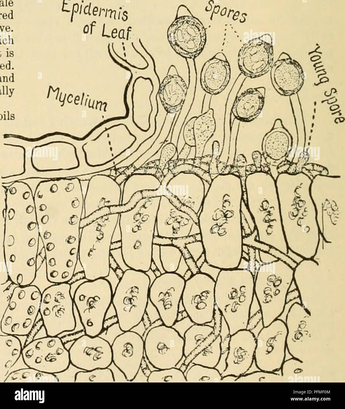 . Cyclopedia of farm crops. Farm produce; Agriculture. Fig. 56. Spore ...