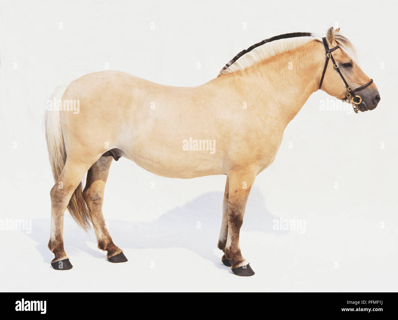 Fjord pony (Equus caballus), side view Stock Photo - Alamy