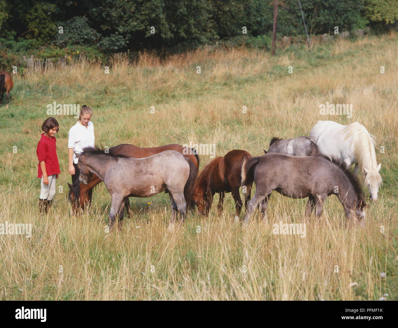 Two Children Meeting Two Ponies Stock Photo - Alamy