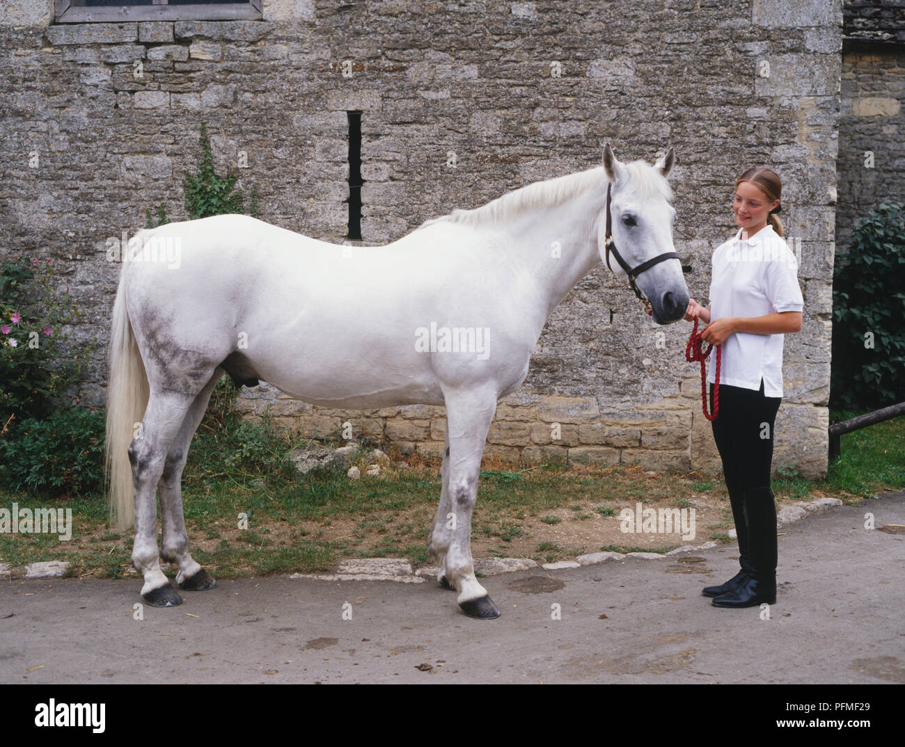 Girl standing next to white pony (Equus caballus) holding it by lead ...