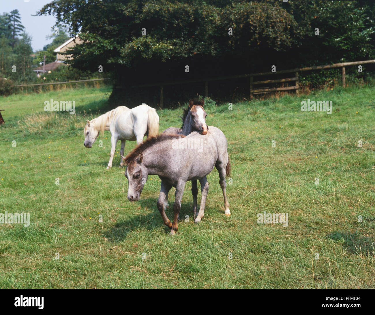 Two Light-Coloured Ponies Stock Photo - Alamy