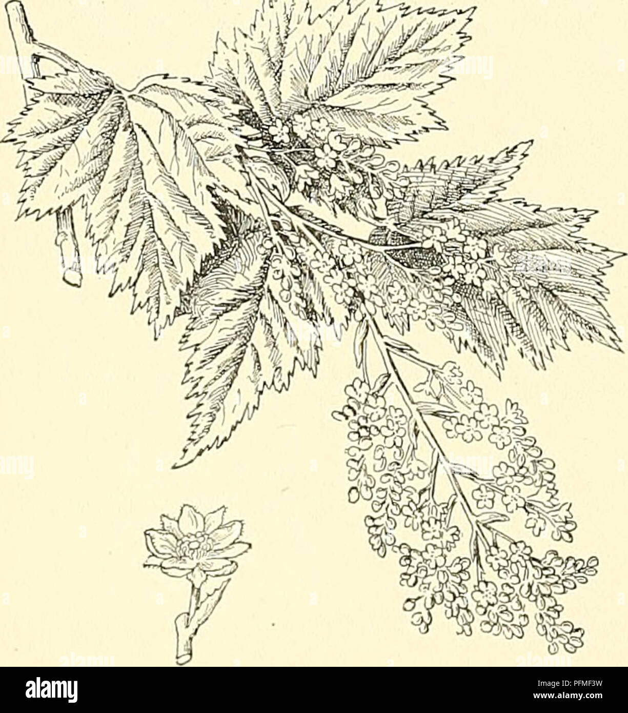 This image from the Cyclopedia of American Horticulture shows ...