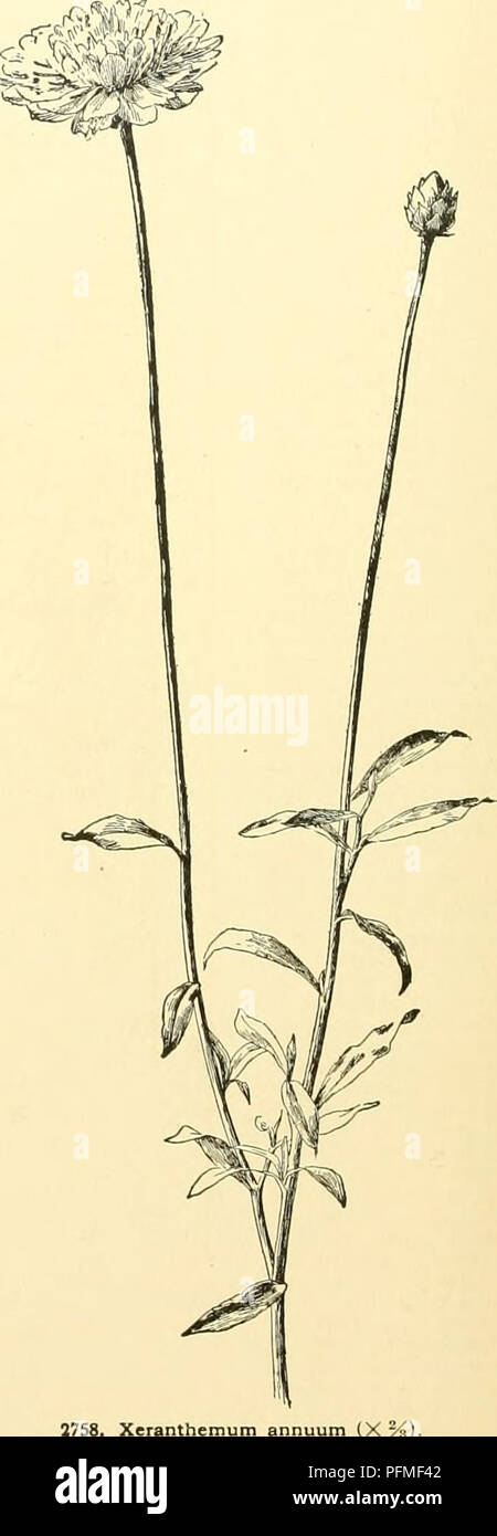 Stipular spines hi-res stock photography and images - Alamy