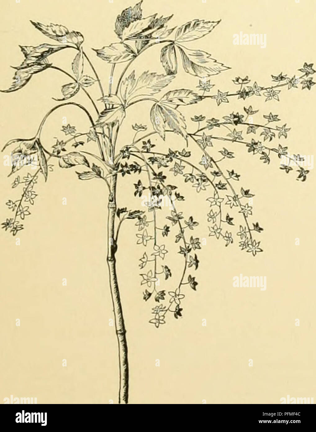 Caudex plants hi-res stock photography and images - Alamy