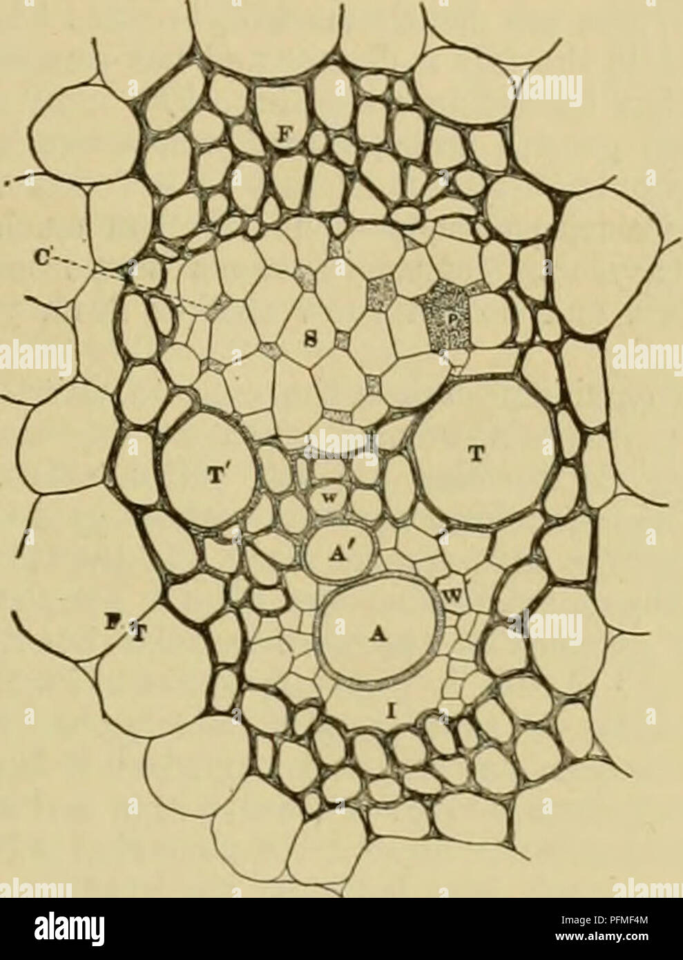 Diagram of a squash stem cross-section, illustrating strengthening ...