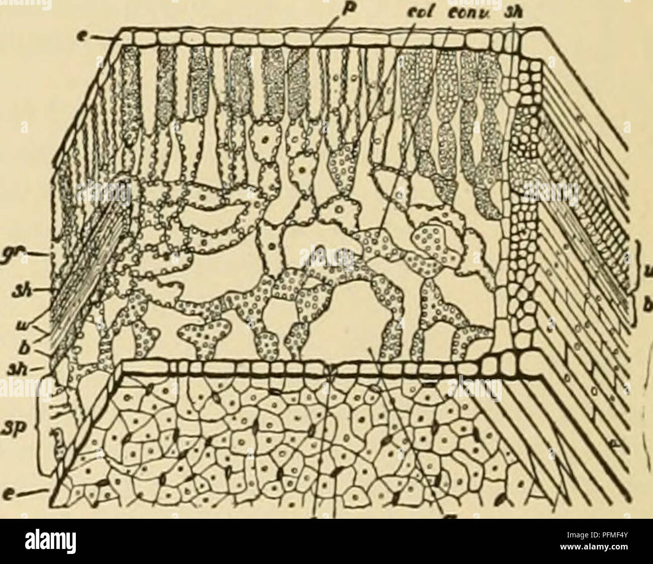 This illustration provides a cross-section of an ivy leaf, showing the upper epidermis, palisade ...