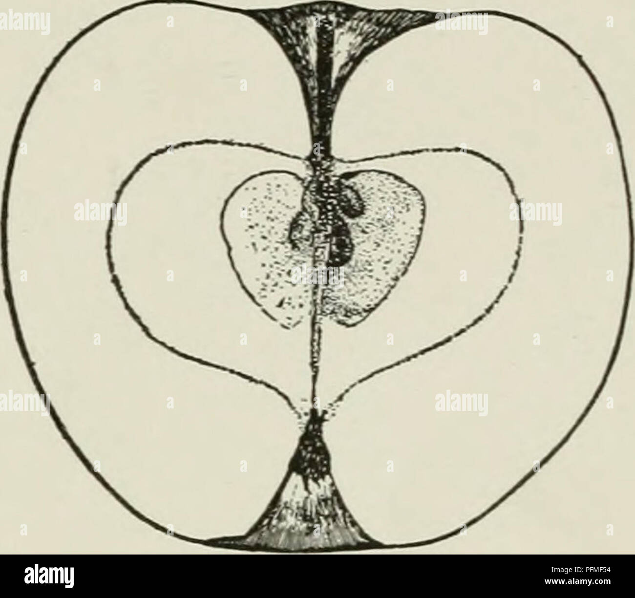 Apple tree xi hi-res stock photography and images - Alamy