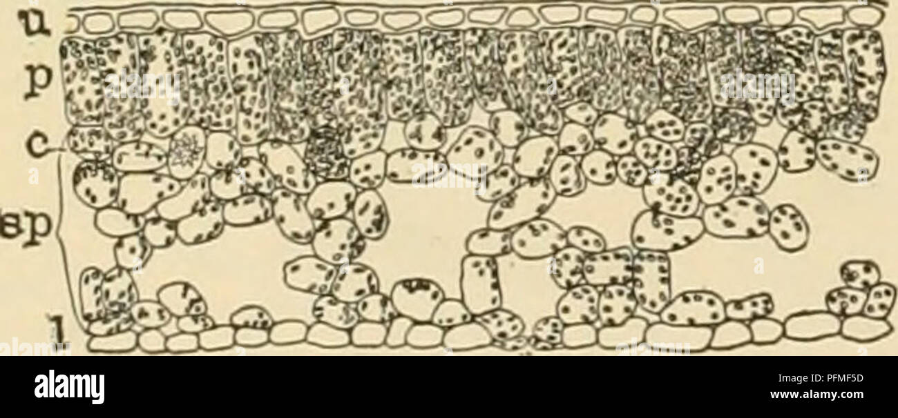 Flower Diagram With Stoma