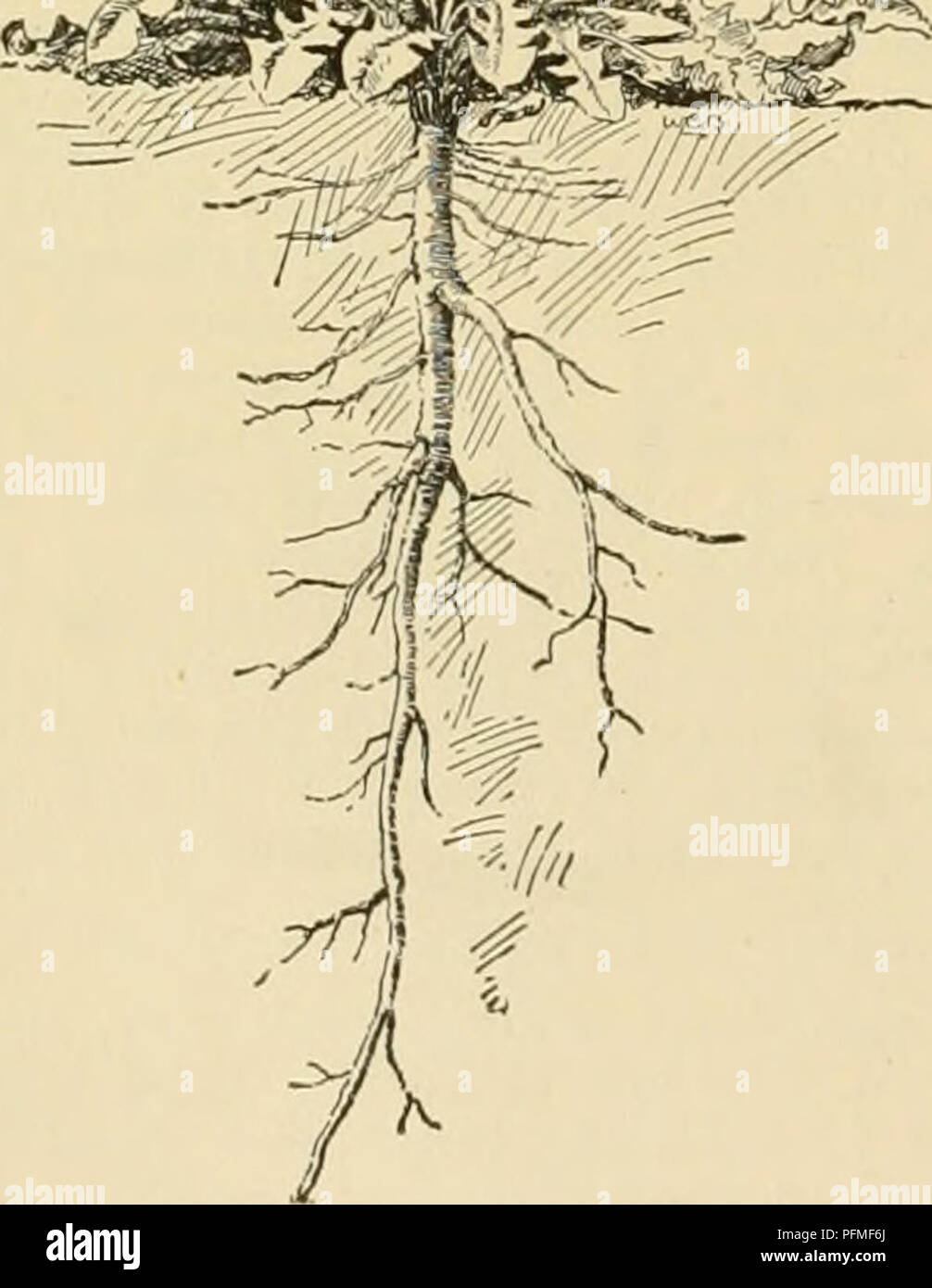 Straight from the tap hi-res stock photography and images - Alamy