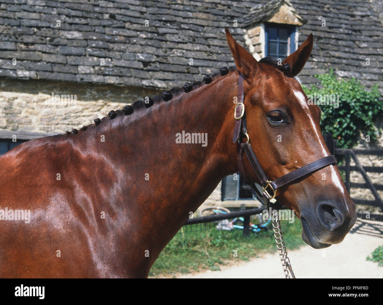 Ear pointed hi-res stock photography and images - Alamy