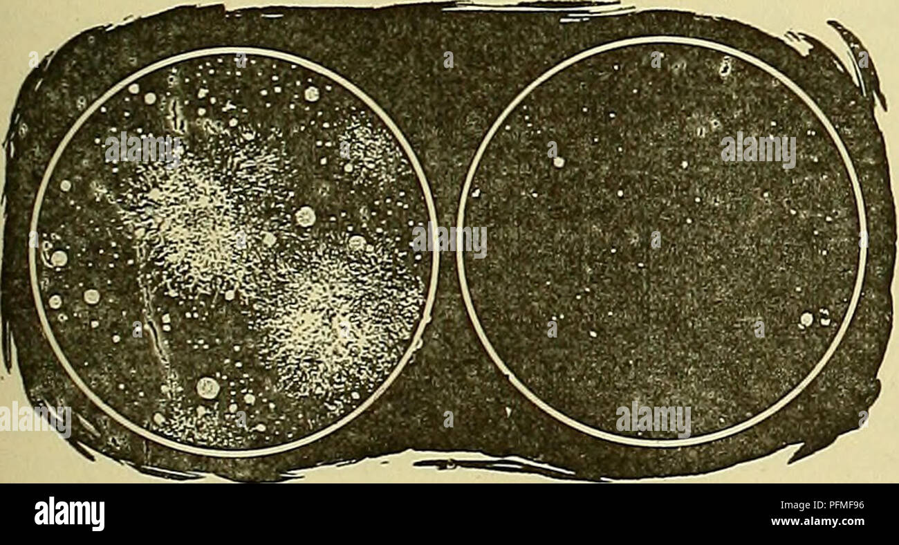 Growth Of Cubic Bacteria Earth's Mysterious, Deep Dwelling Microbes