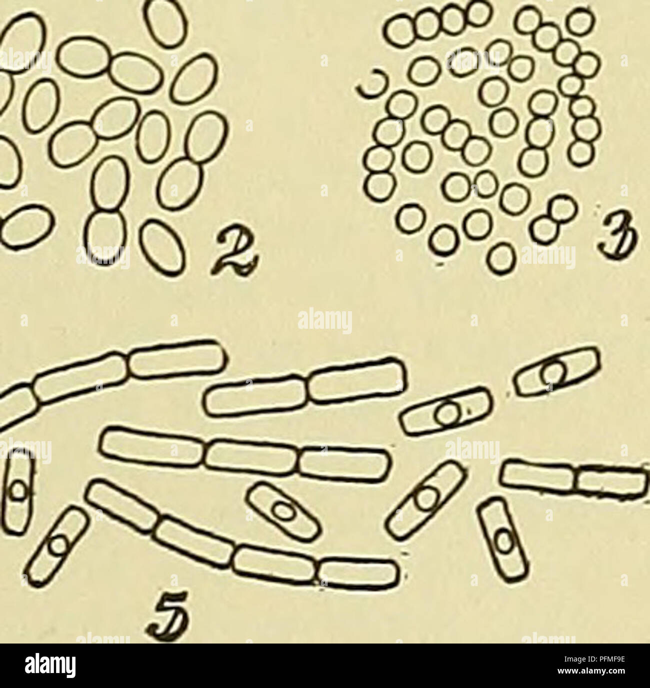 This entry describes the bacteria involved in milk fermentation, which ...