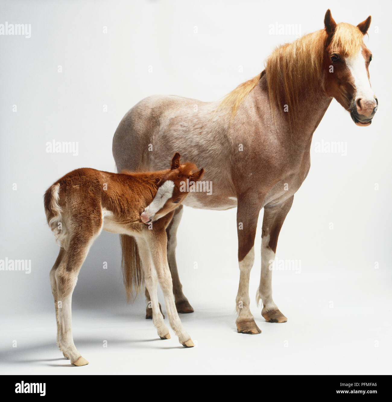 Light-brown pony (Equus caballus) with five-week-old foal, side view ...