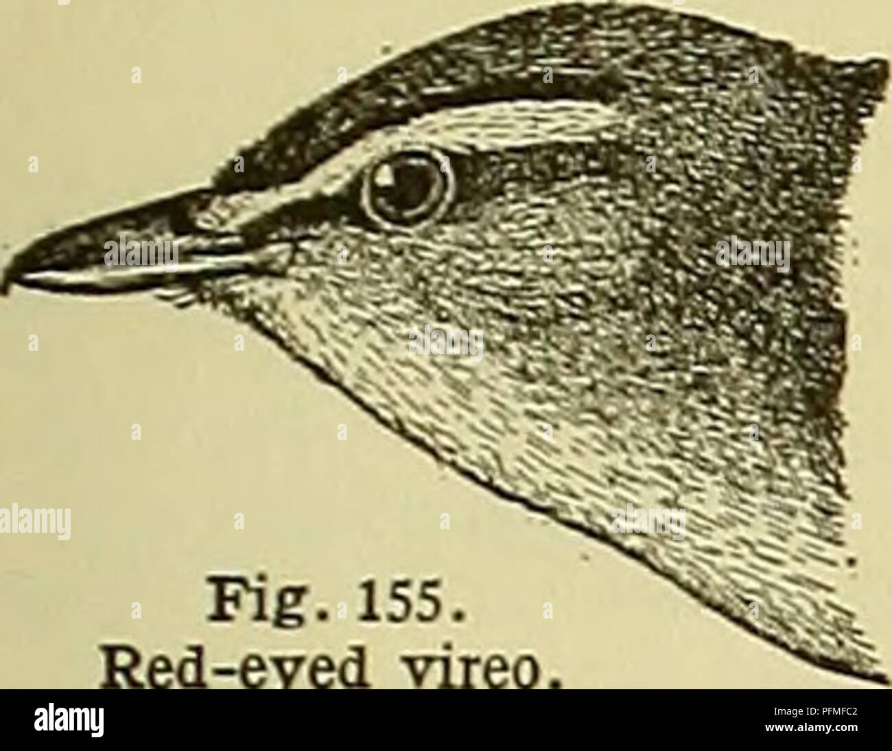 Birds that catch insects in flight hi-res stock photography and images ...