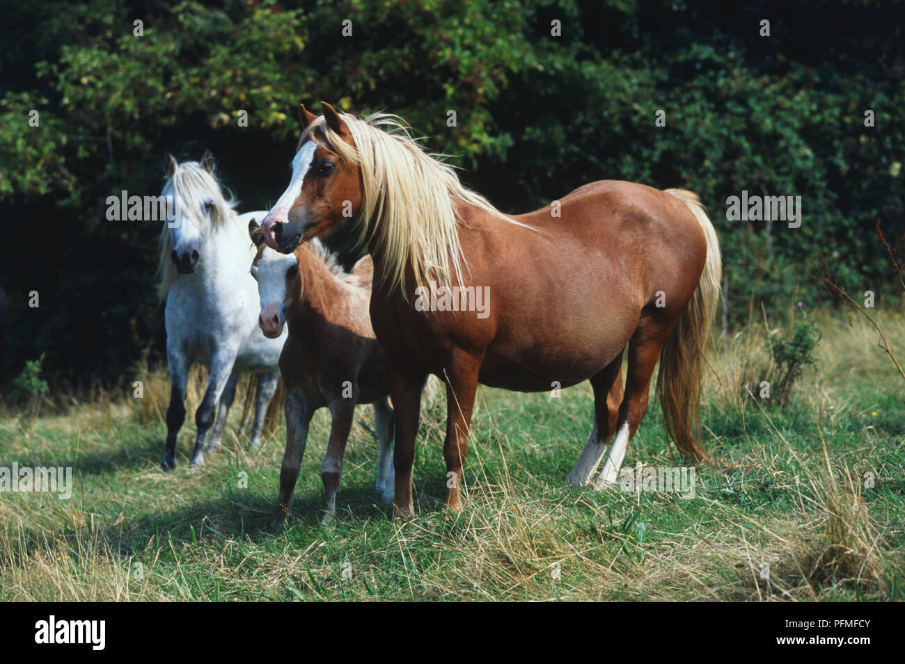 Three Welsh mountain ponies (Equus caballus) in a field, including ...