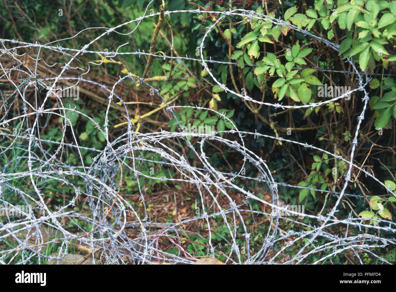 Captured cattle hi-res stock photography and images - Alamy