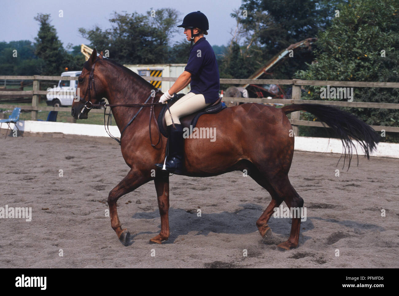 Girl in riding clothes on a brown pony (Equus caballus), side view ...